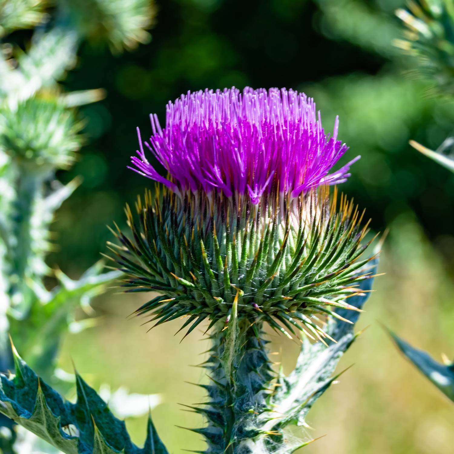 ToxOut - Natural Liver Cleanse by Steiger Naturals